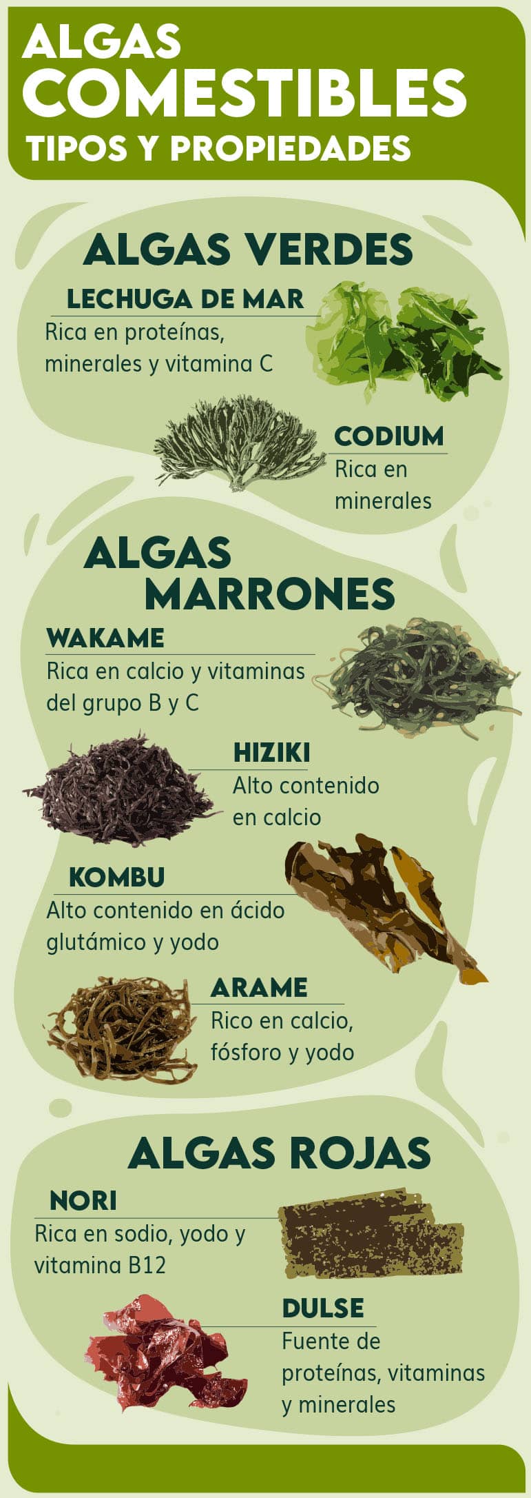 Algas comestibles: tipos y propiedades | DKV